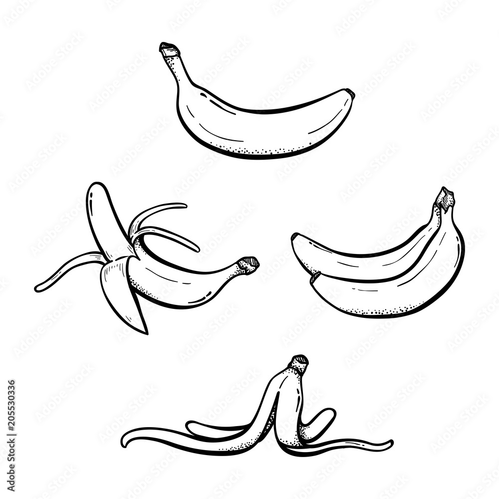 Set Of Hand Drawn Banana Illustrations Vector Sketch Drawing Stock ...