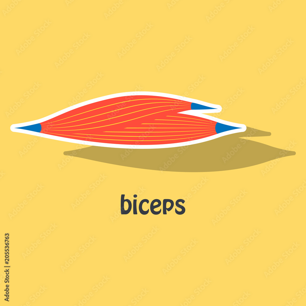 Sticker Biceps, Triceps - movement of the arm and hand muscles Stock ...