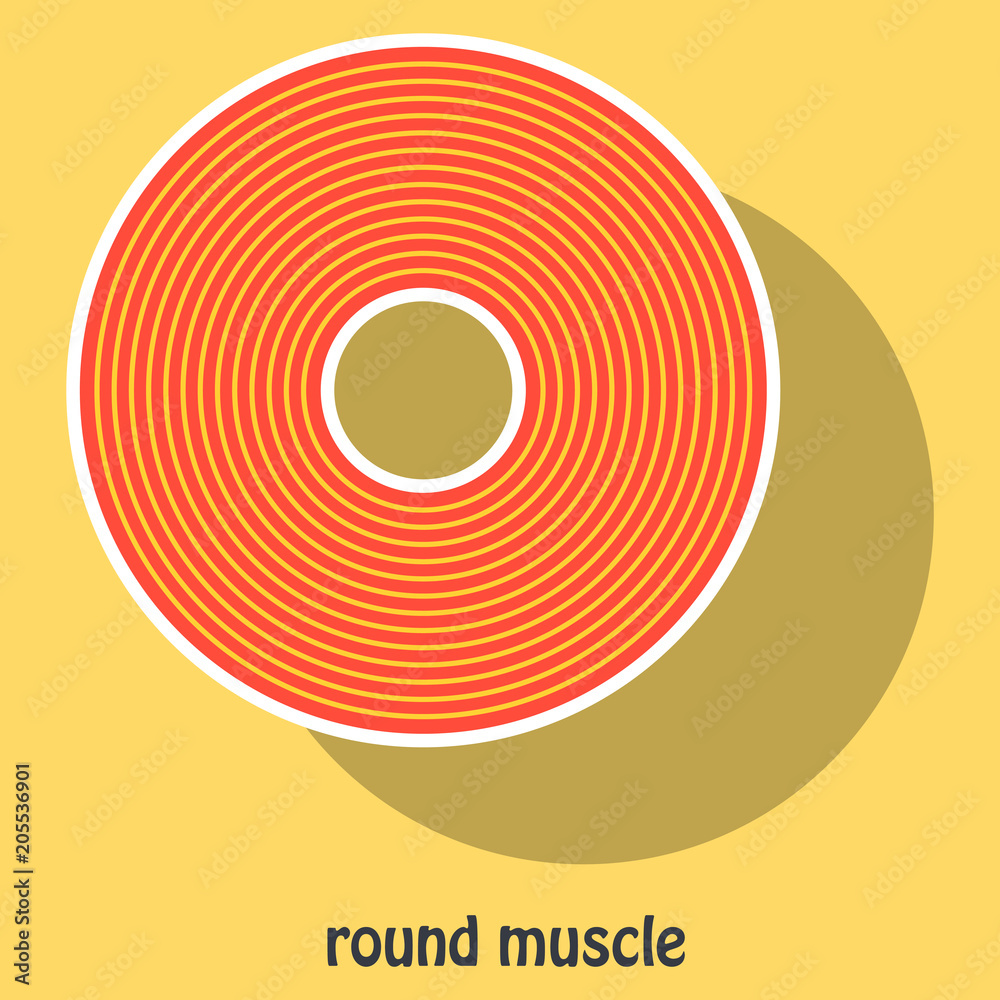 Illustration of Structure Skeletal Muscle Anatomy Stock Vector | Adobe ...