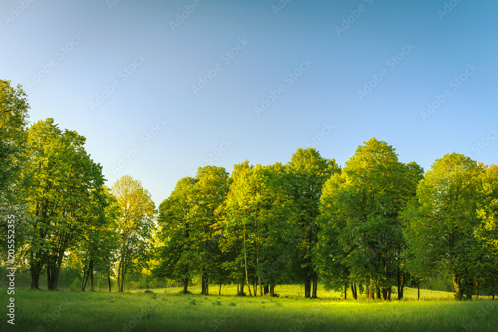 Summer Trees Background