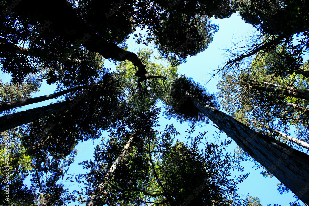 Foto de Rodal de Alerces, árbol que solo crece en Chile y Argentina ...