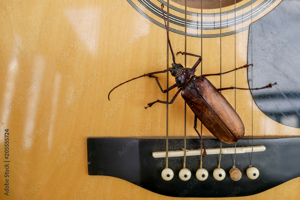 Titan Beetle Flying