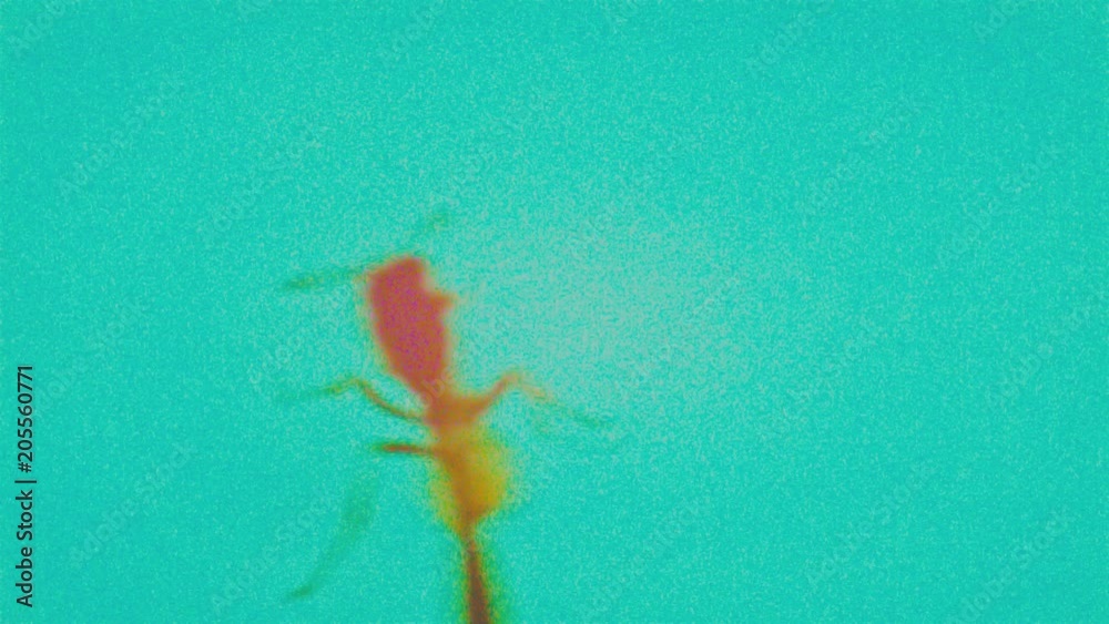 Insect bug dynamic stop motion animation. Extreme colors with massive ...