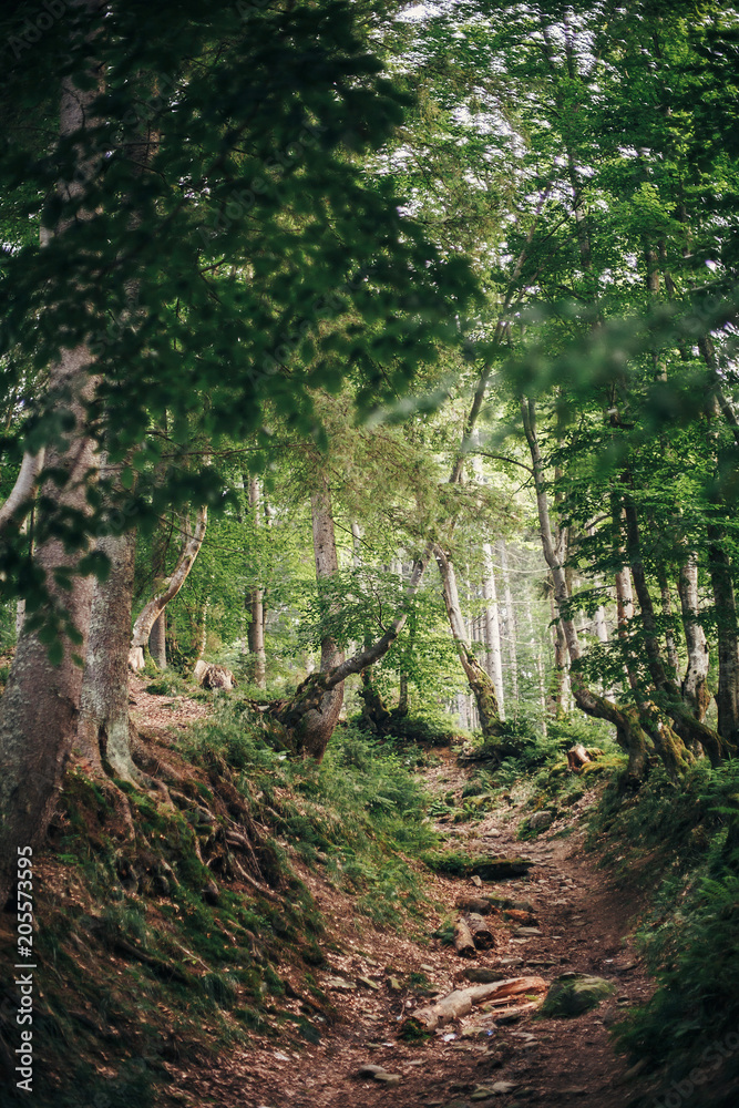 Beautiful Forest Path Wallpaper