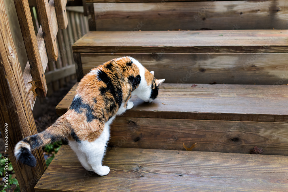 Calico cat curious exploring house backyard by wooden deck, garden ...