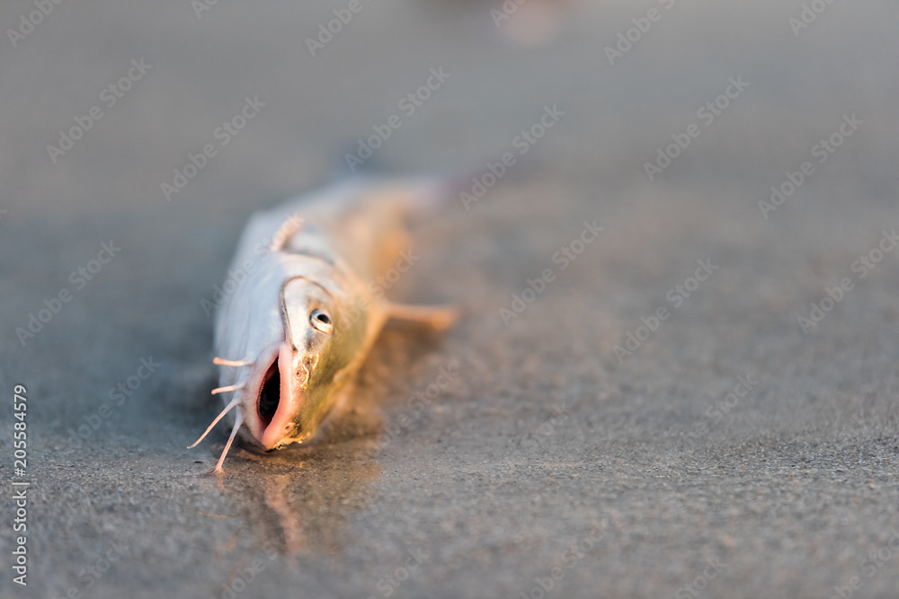 Closeup of one dead catfish fish washed ashore during red tide algae ...