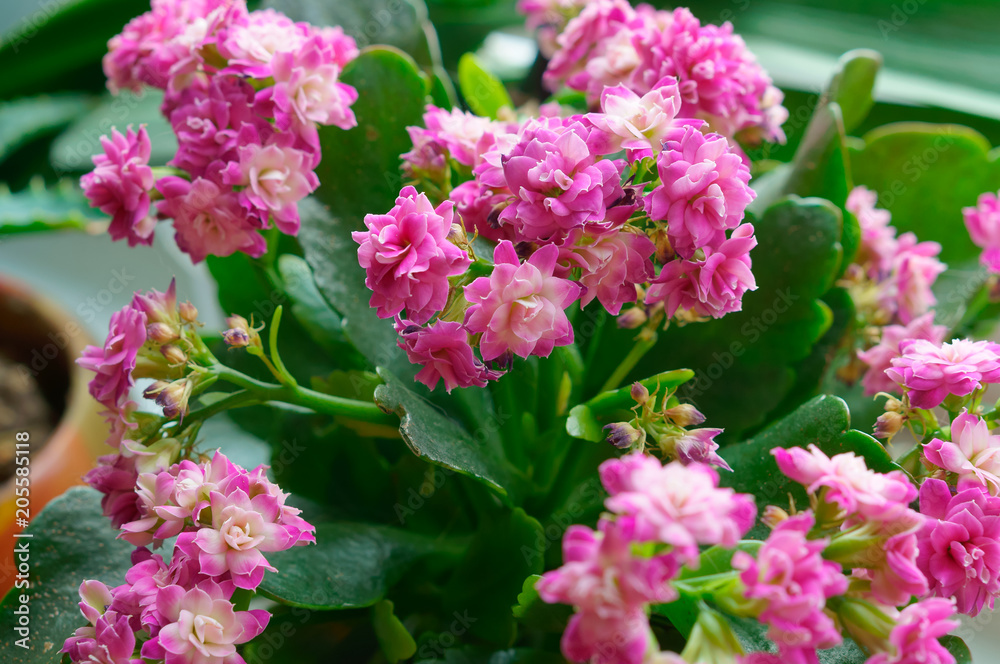 Potted Pink Flowers