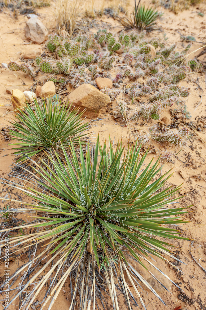 Narrowleaf Yucca Plants Along the Grand Wash Trail, Capitol Reef ...