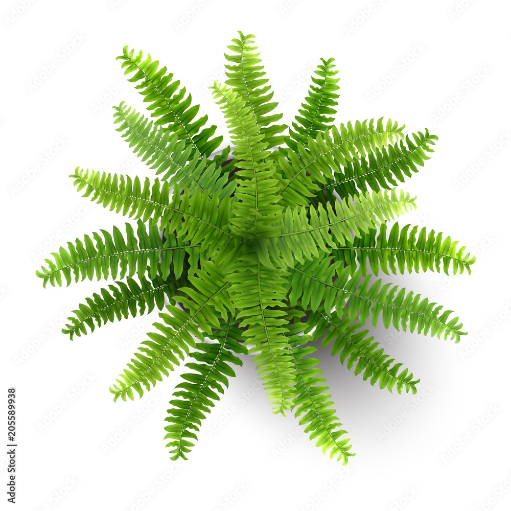 Top view of houseplant fern in a pot. Stock Vector | Adobe Stock