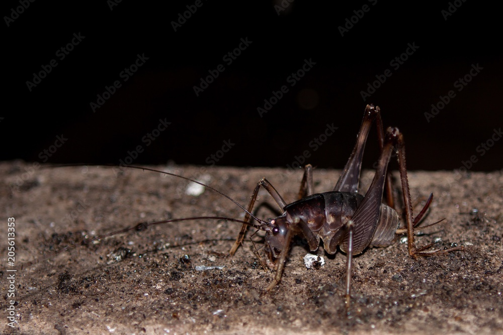 Cave cricket. Cricket in the darkness on the rock in Niah caves ...