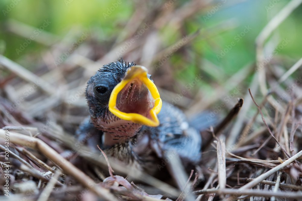 The hungry baby birds in a nest open the mouth waiting the mother bird ...