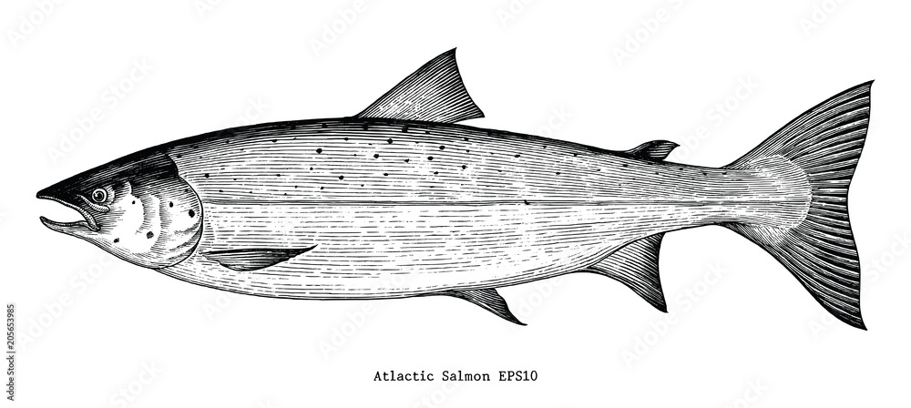 Atlantic salmon hand drawing engraving style Stock Vector | Adobe Stock