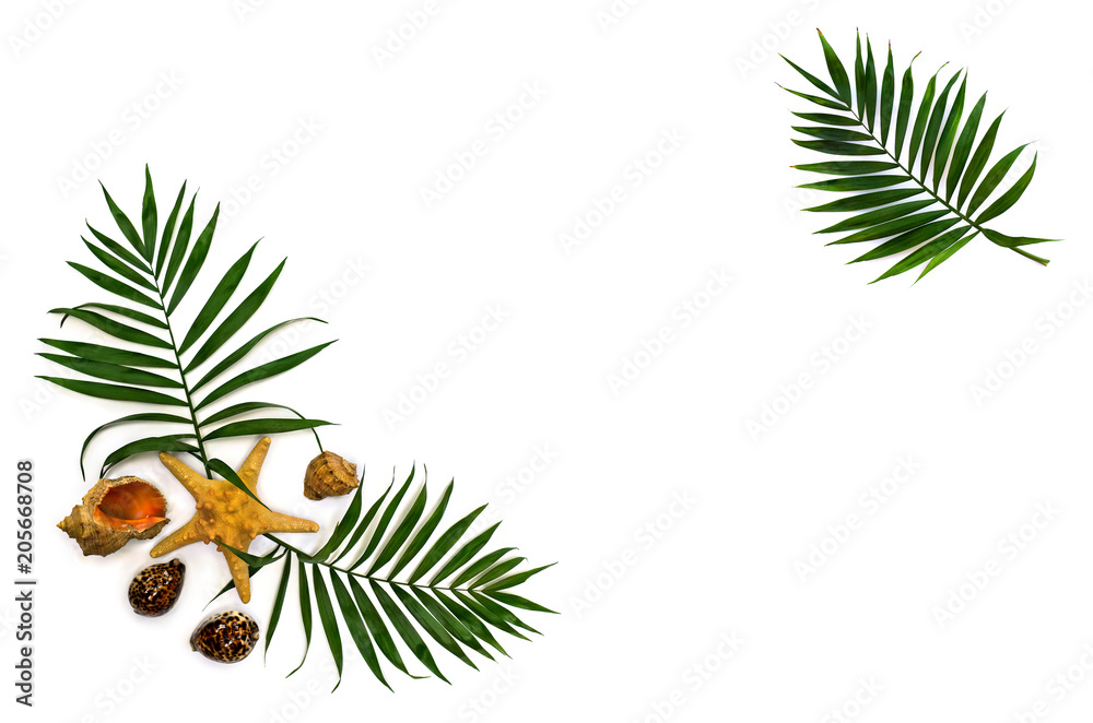 Frame of tropical leaves palm tree with sea shells (starfish, sea ...