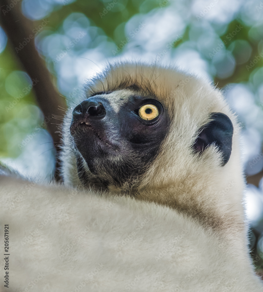 Sifaka, a large lemur which jumps from tree to tree in an upright ...