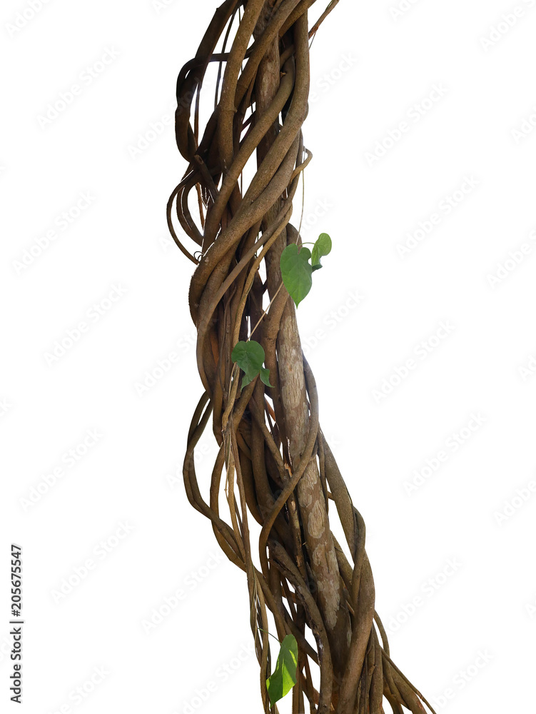 Twisted wild liana jungle vines plant growing on tree branch isolated ...