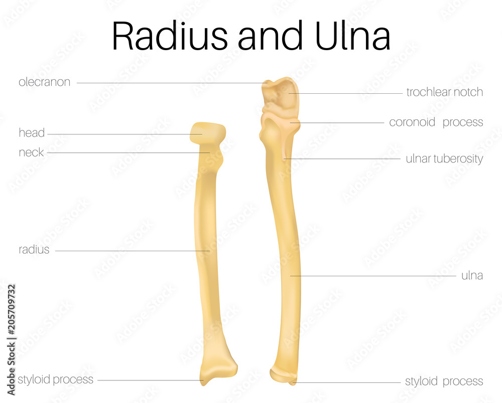 Poster Radius and ulna human – Wall Art | UkPosters