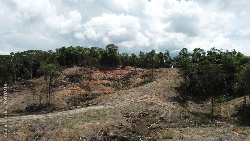 Deforestation. Borneo rainforest destroyed to make way for oil palm ...