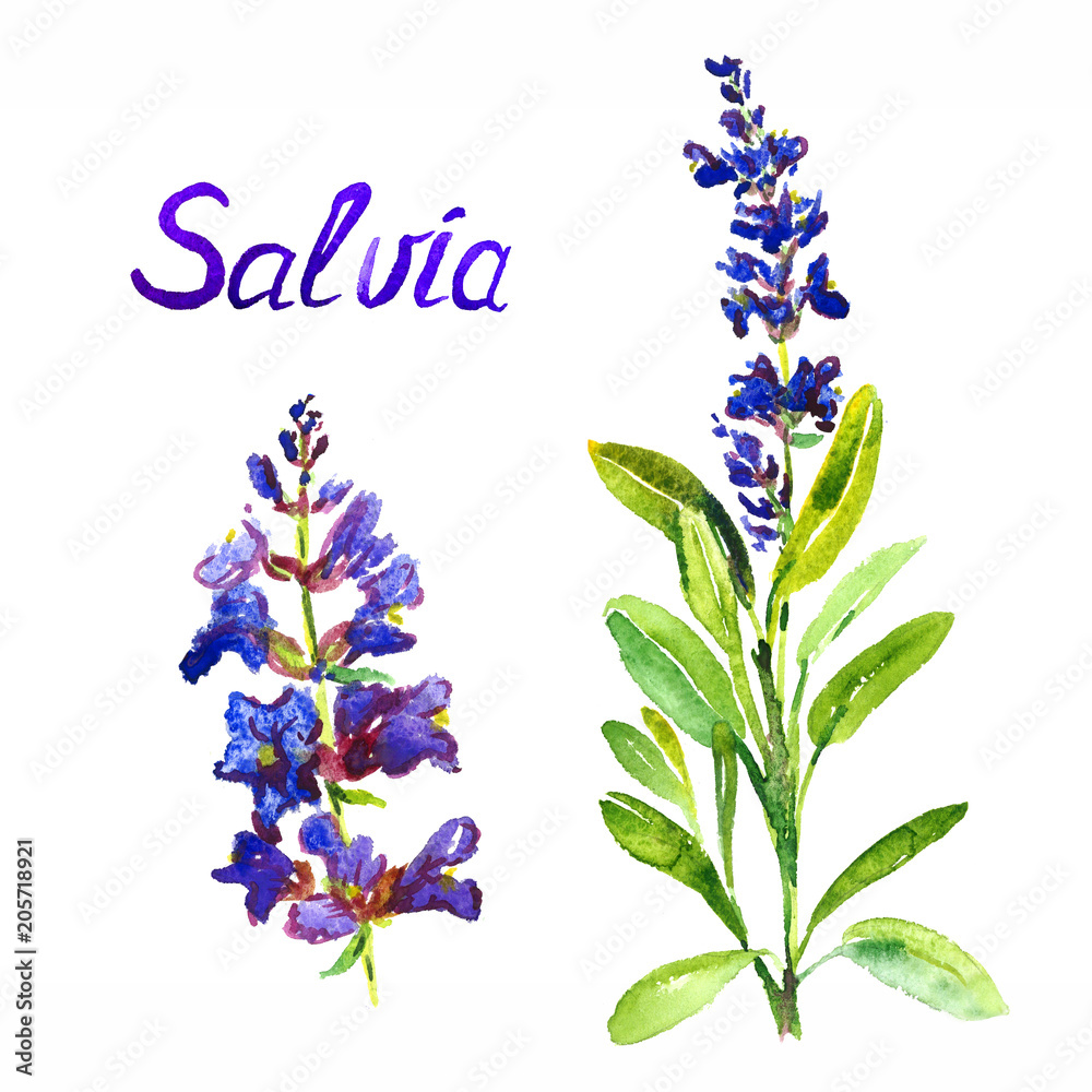 Salvia stem with flowers and leaves, separate flower, isolated on white ...