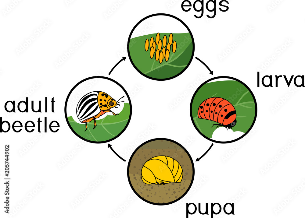 Life cycle of Colorado potato beetle or Leptinotarsa decemlineata ...