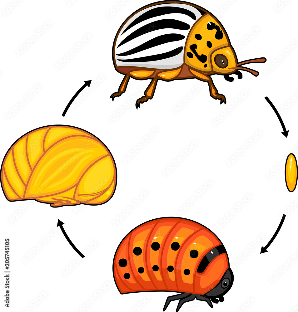 Life cycle of Colorado potato beetle or Leptinotarsa decemlineata ...