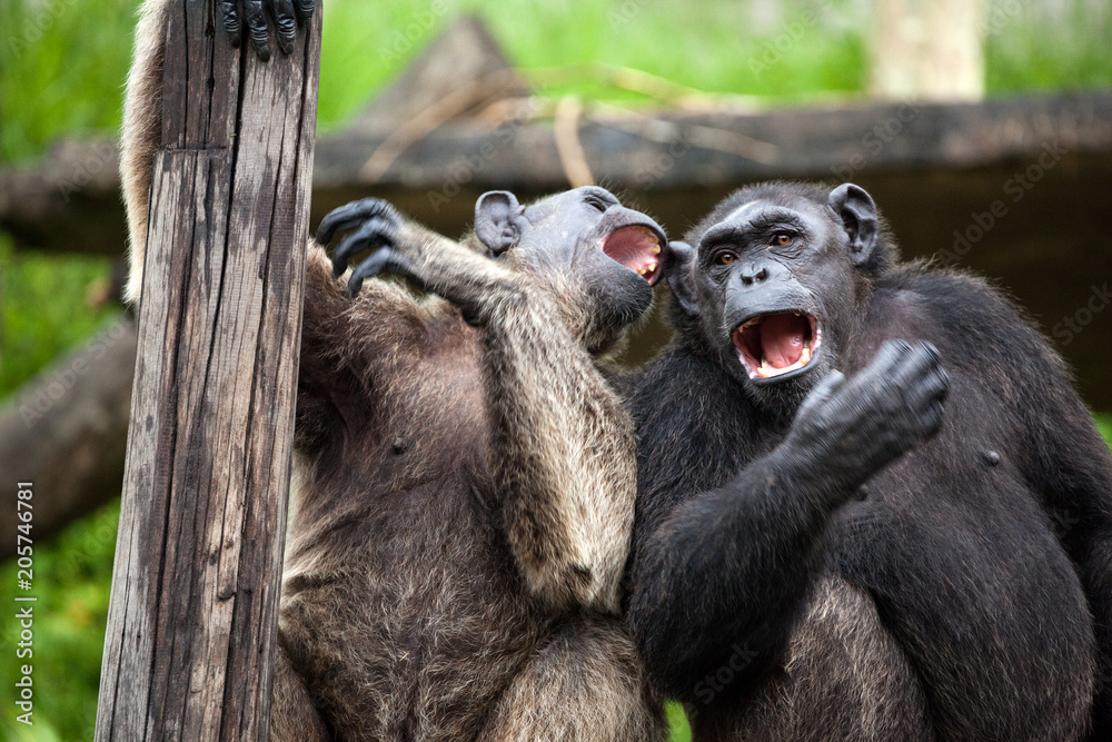 Chimpanzee portrait in natural habitat Stock Photo | Adobe Stock