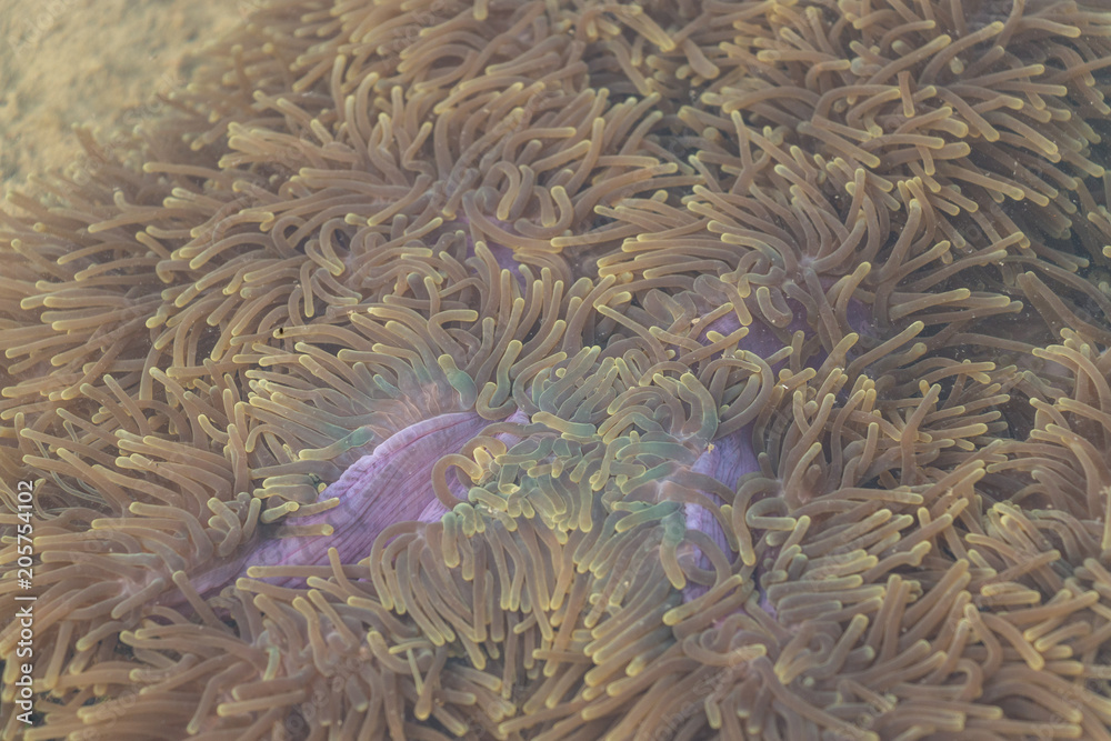 Phylum Cnidaria Sea Anemone