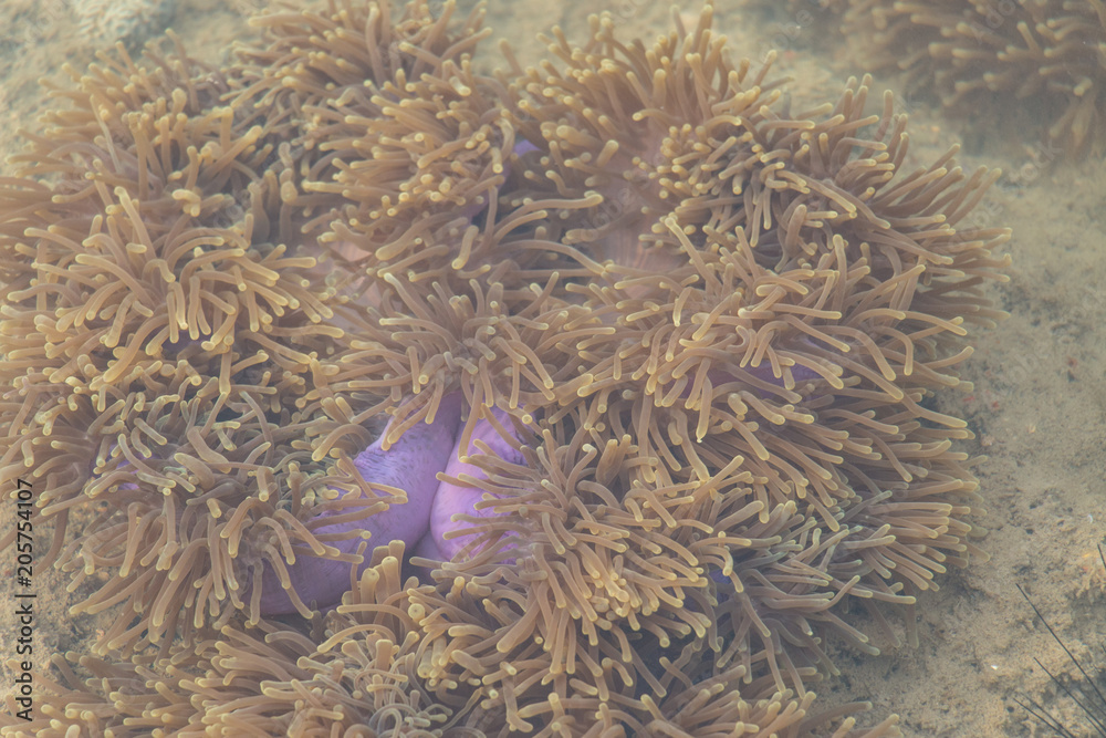 Cnidaria Sea Anemone