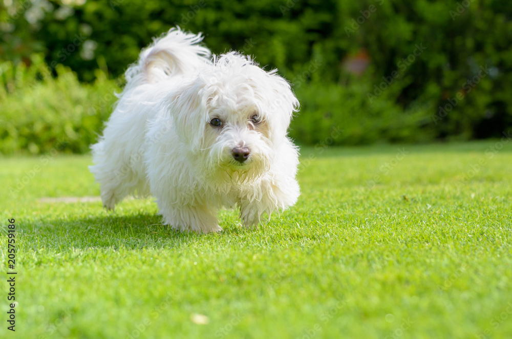 Cute Happy Puppy Running