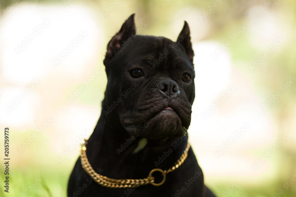 beautiful portrait of American staf Boel dog breed Stock Photo | Adobe ...