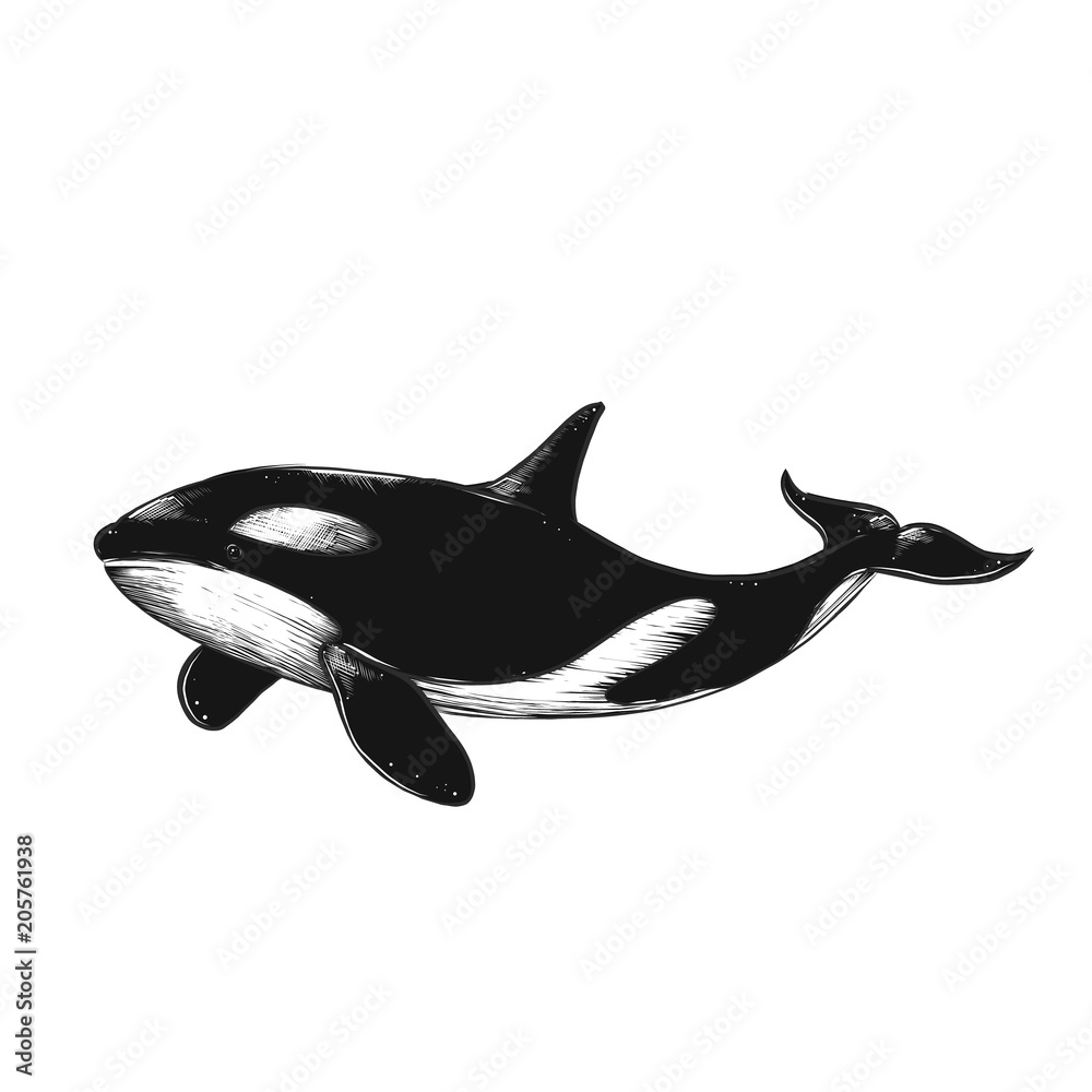 Hand drawn vector killer whale. Sketch engraving illustration. Isolated ...