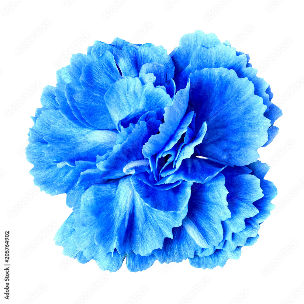 Blue Carnation Flower