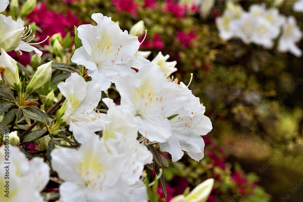 Hello Spring. Azalea (Latin Azalea), one of the most beautiful species ...