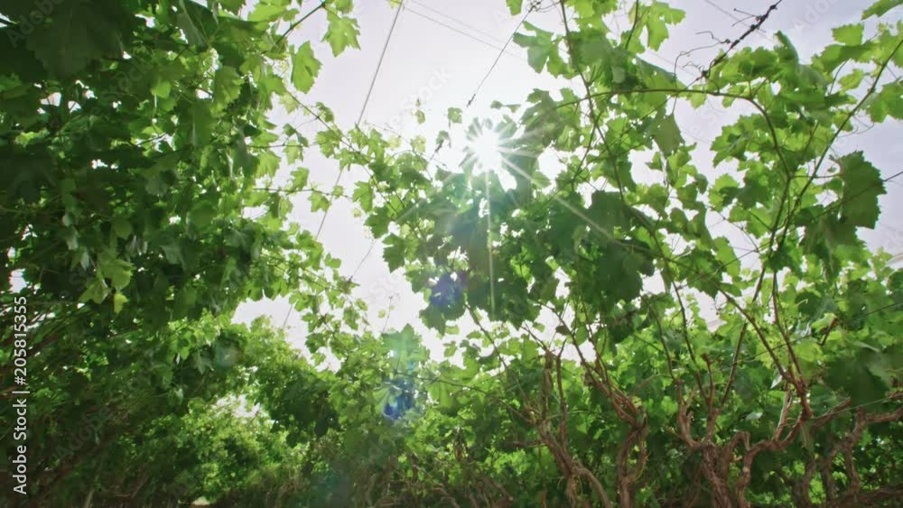 Grape vines growing under a net house in the Negev desert in Israel ...