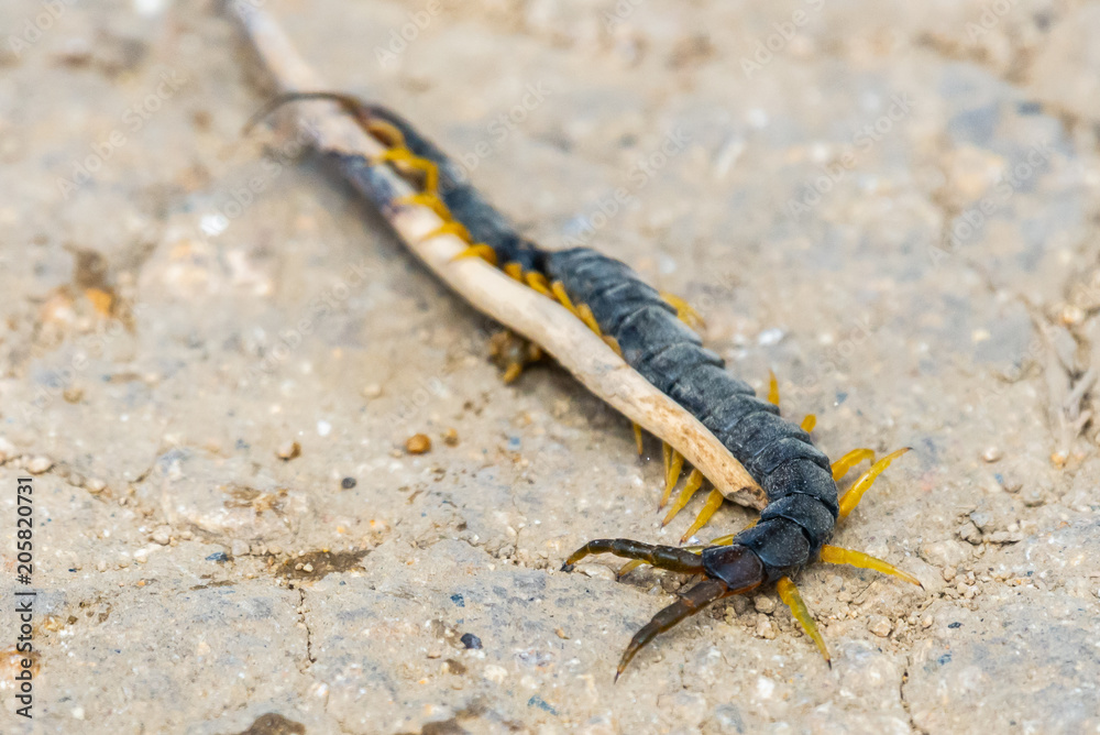 Scolopendra Polymorpha