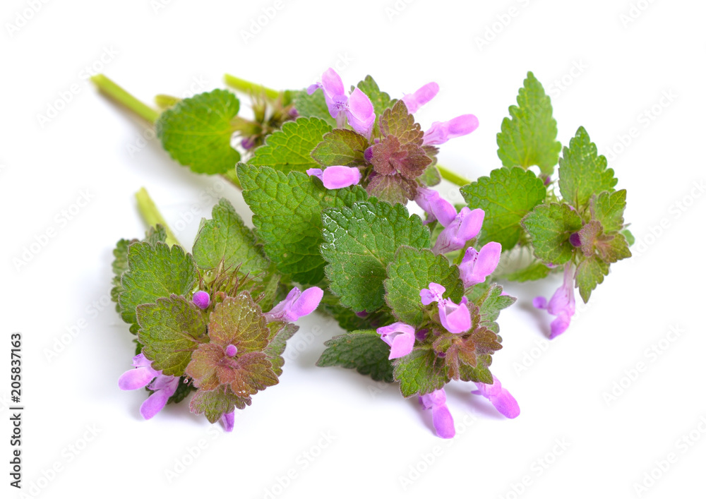 Foto de Lamium purpureum, known as red dead-nettle, purple dead-nettle ...