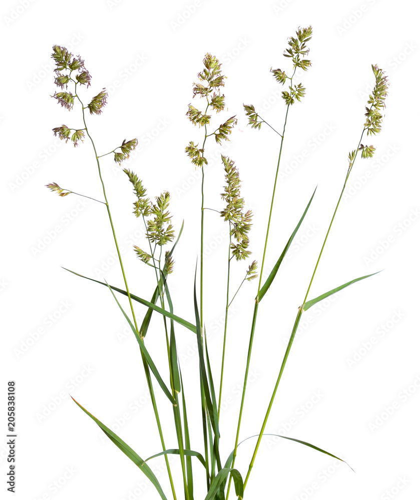 Dactylis Glomerata Also Known As Cocks Foot Orchard Grass Or Cat Grass Isolated Stock