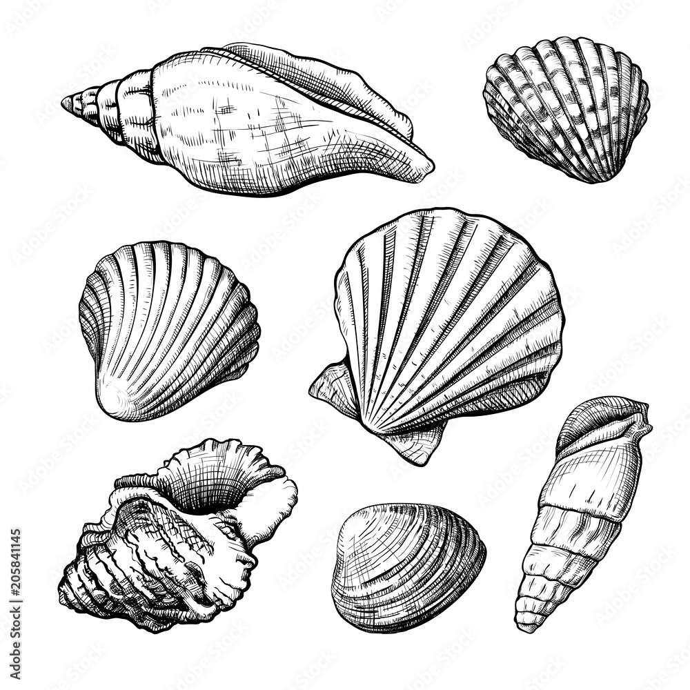 Set of different shapes of a seashells isolated on a white background ...