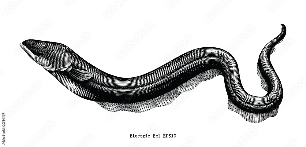 Electric Eel Clipart