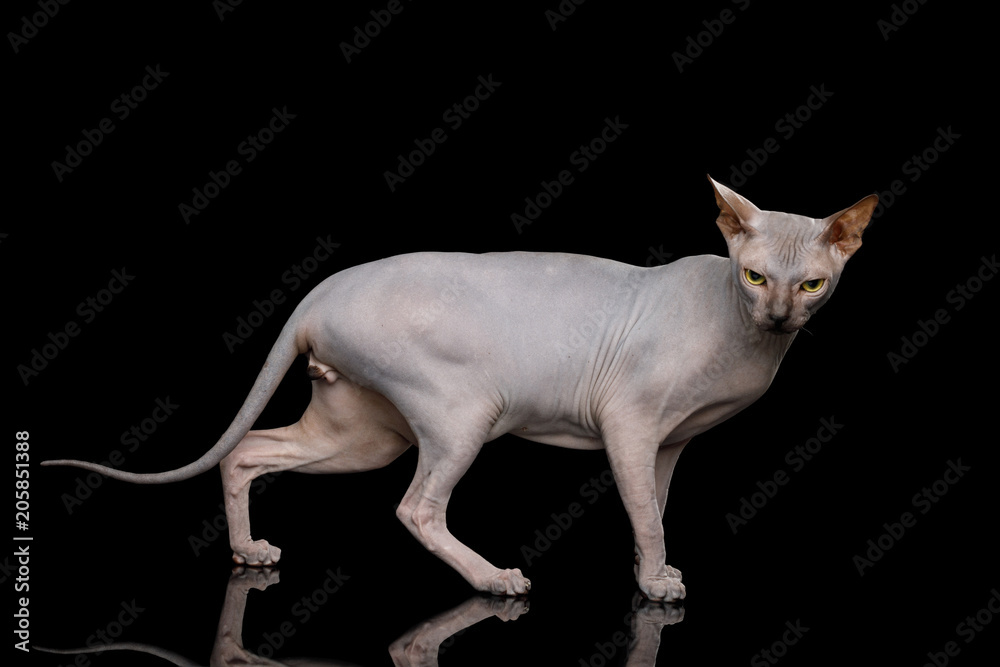 Angry Sphynx Cat Walk and Looking in Camera Isolated on Black ...