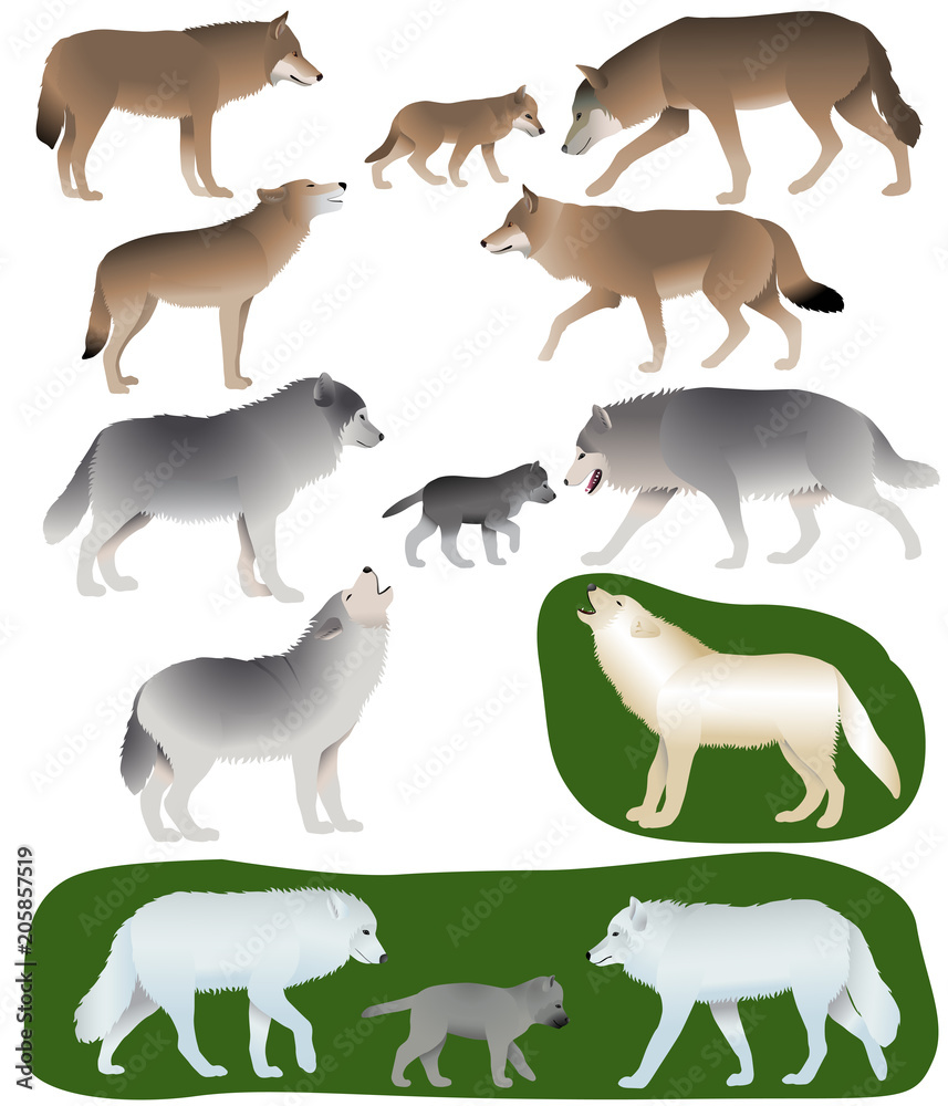 Vetor de Collection of different species of wolves and wolf-cubs do ...