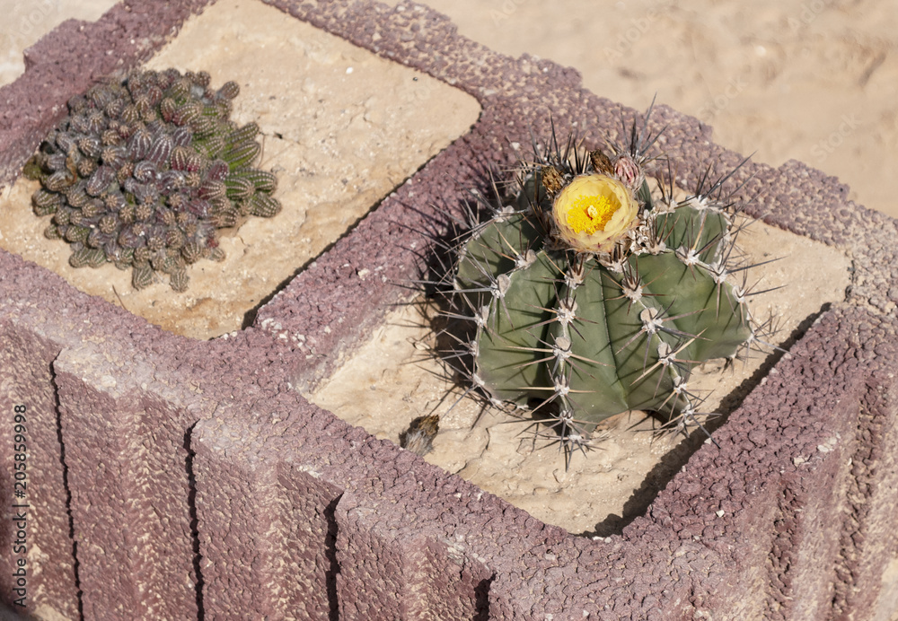 concrete block cactus planter with peanut cactus and monk's hood cactus ...