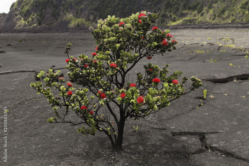 Red Ohia Lehua tree bush, Big Island, Hawaii Stock Photo | Adobe Stock