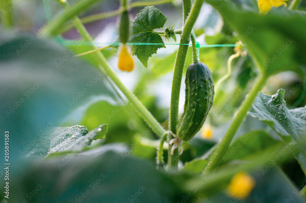 Cucumber harvest. The cucumber fruits grow and are ready for harvesting ...