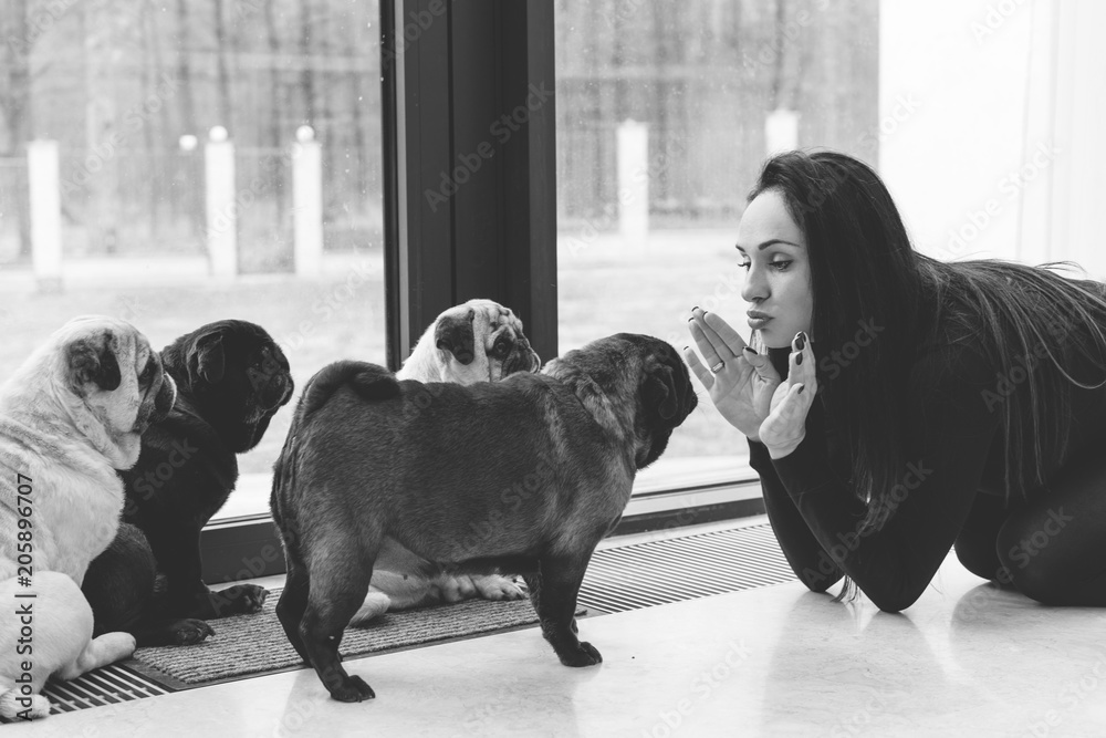 Mops dogs having fun at home with hes owner. Life of pets, relationship ...