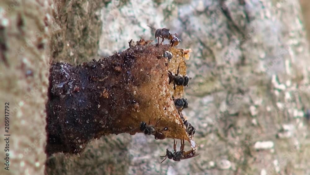 Stingless bees, Also Known as meliponines, come and go via the beeswax ...