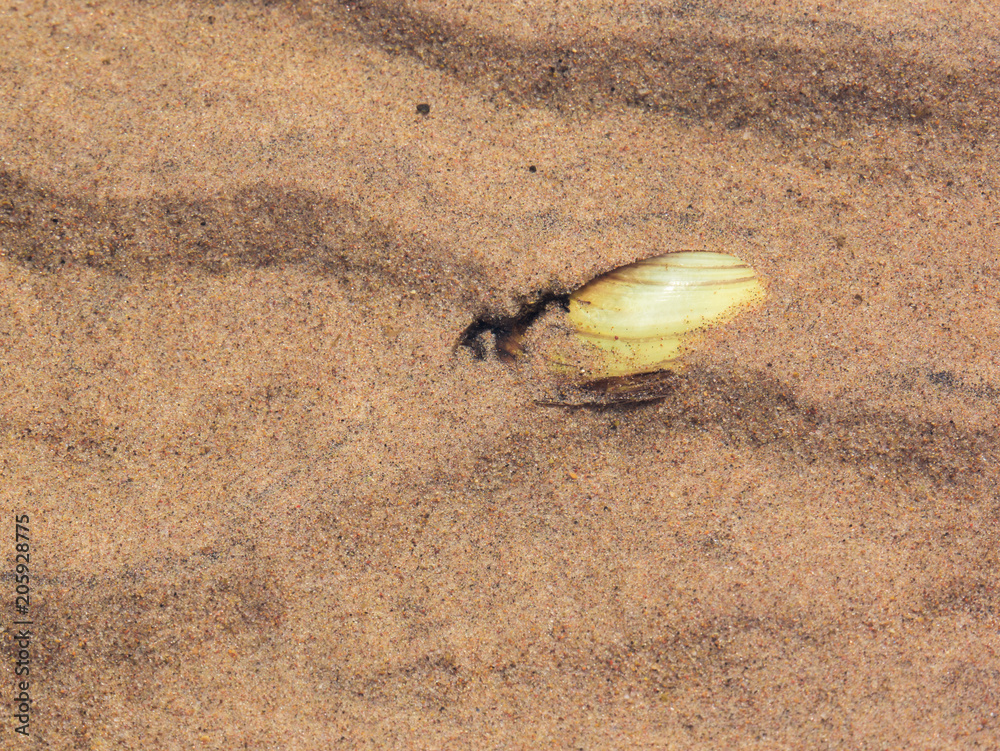 Bivalve shellfish on the shallow shore, buried in sand, visible through ...