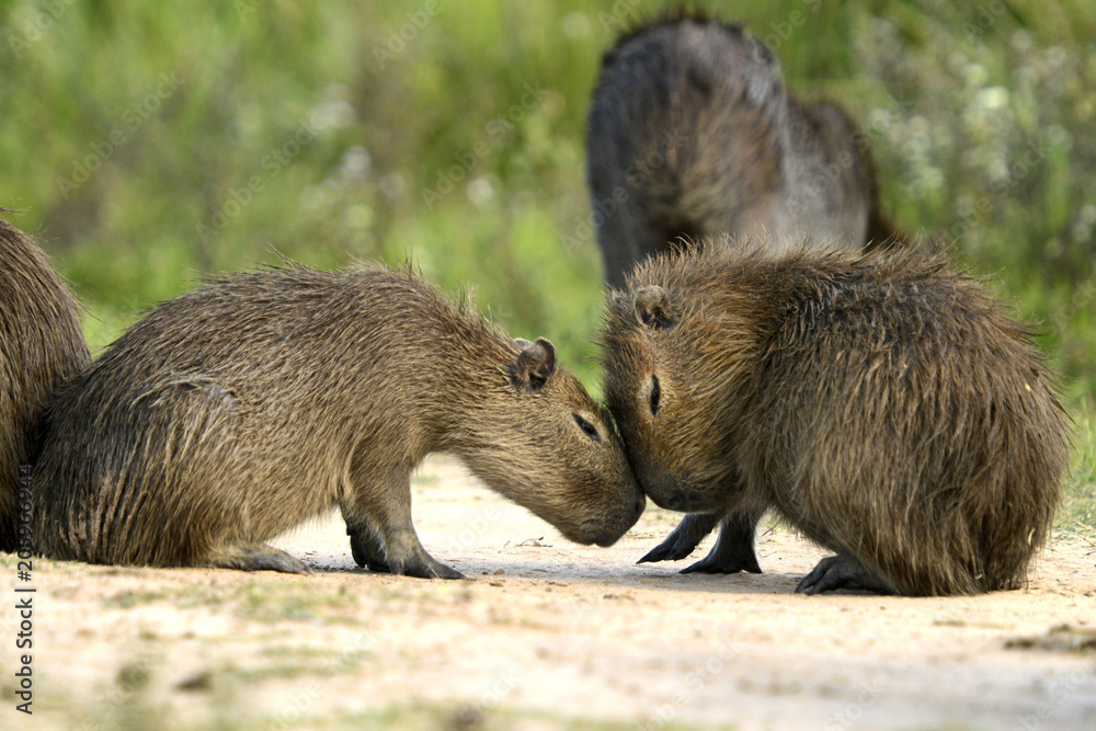 Two small capybaras play in the sun in Corrientes- Argentina Stock ...