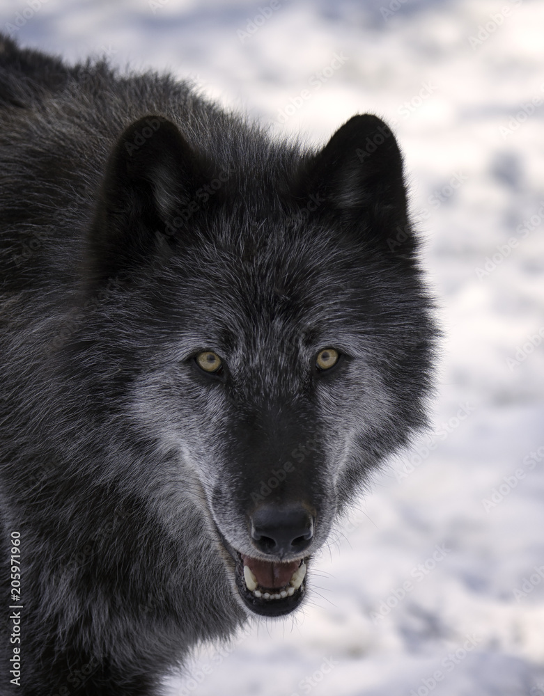 Black Timber Wolf Face