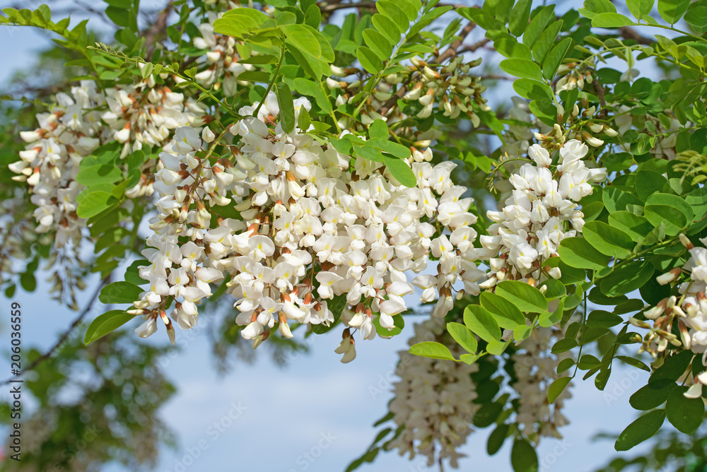 Blühende Robinie, Robinia pseudoacacia foto de Stock | Adobe Stock