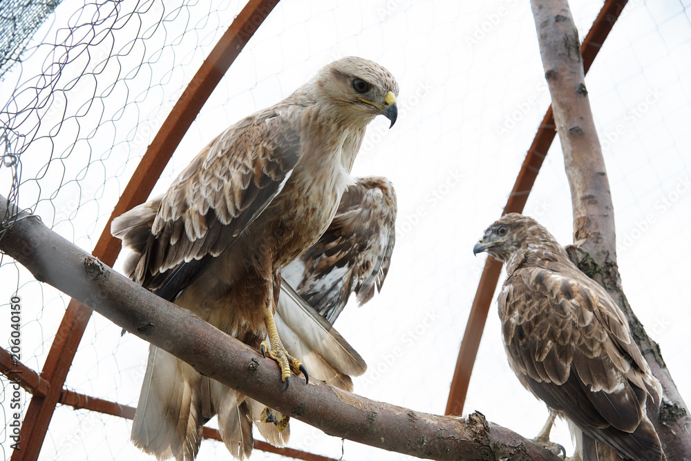 The hawk in the aviary. The maintenance of animals in captivity. Stock ...